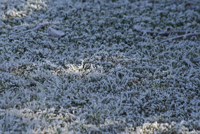 30,000+ Free Suelo Cristalizado En Hielo & Ice Images - Pixabay