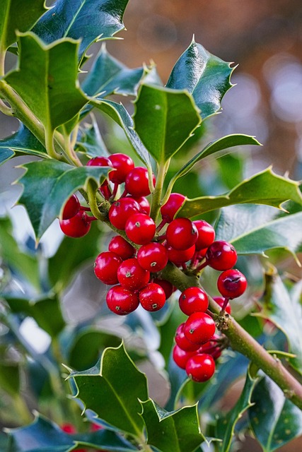 20,000+ Free Holly With Berries & Holly Images - Pixabay