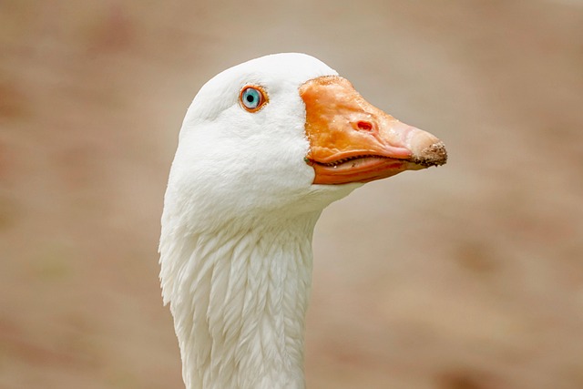 Goose White Bird - Free photo on Pixabay