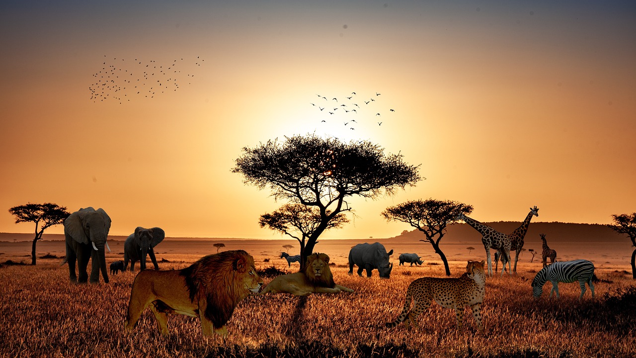 Safari Animals Lion - Free photo on Pixabay - Pixabay