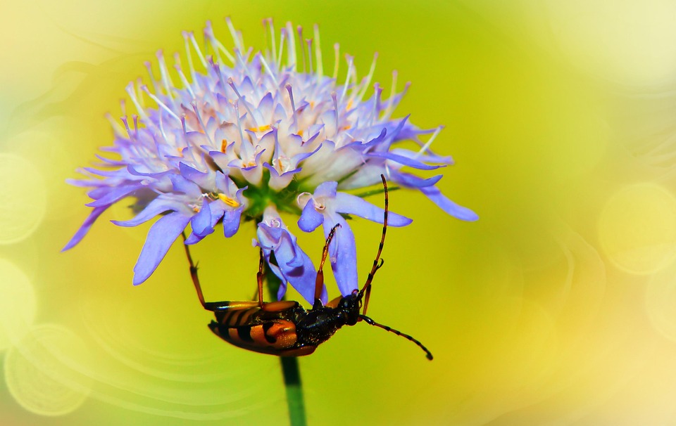 Strangalia Spotted The Beetle - Free photo on Pixabay - Pixabay