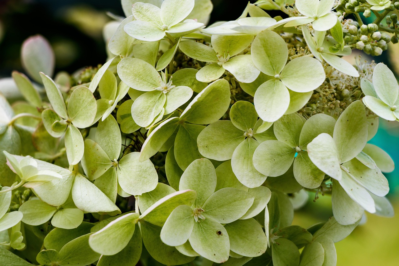 Hydrangea Bunga Kelopak - Foto gratis di Pixabay - Pixabay