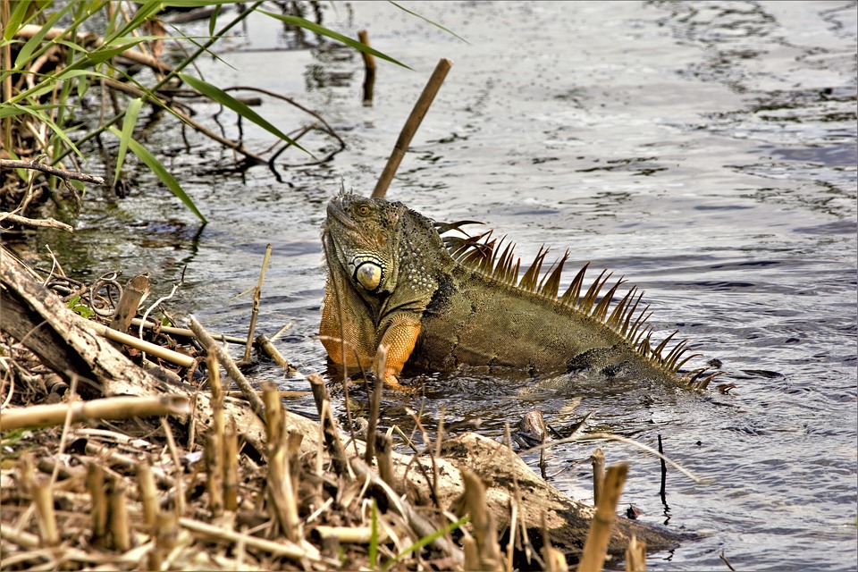 Iguana Climbing Shore - Free photo on Pixabay