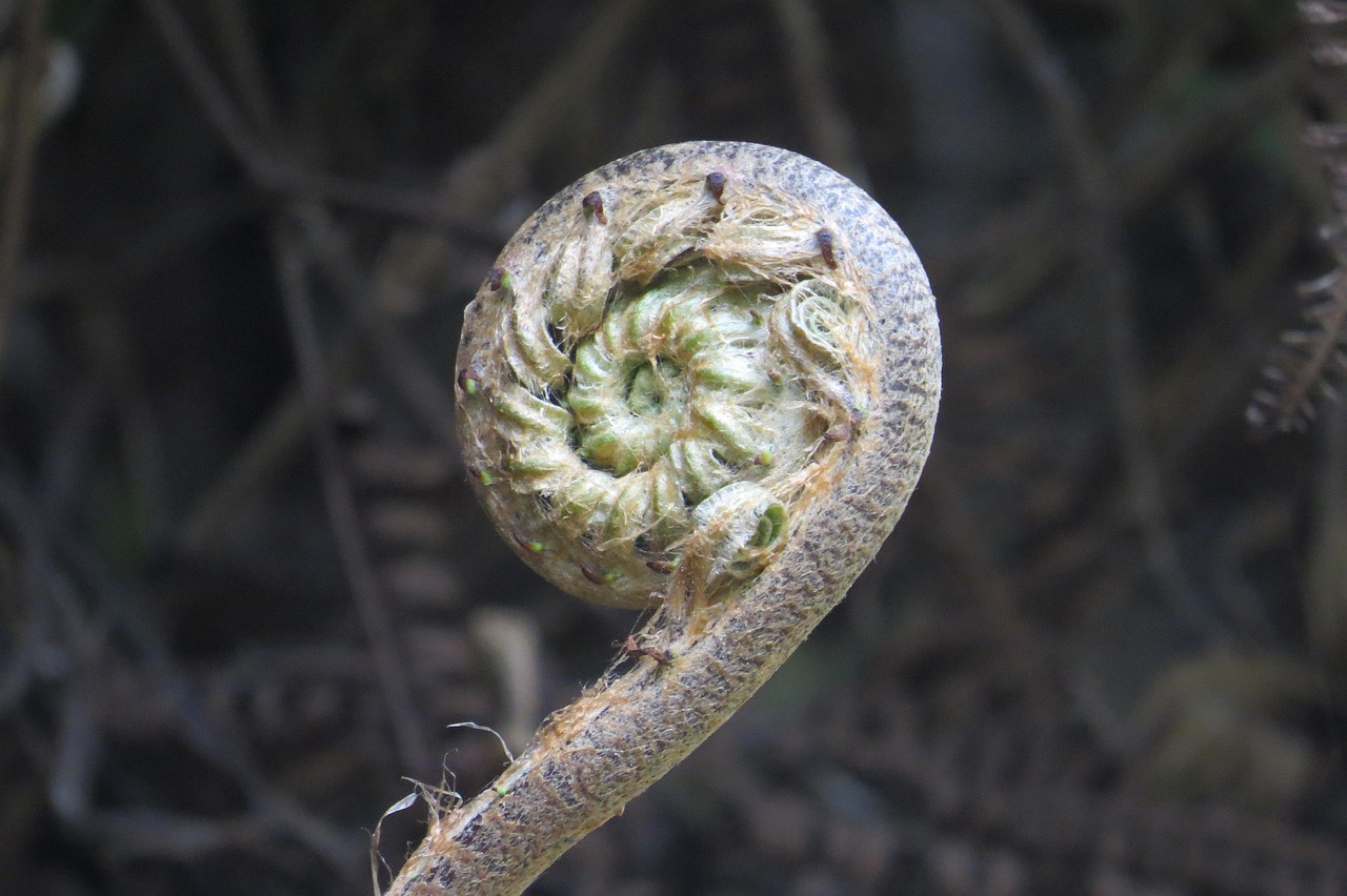 Seeds Roots Pla - Foto gratis en Pixabay - Pixabay