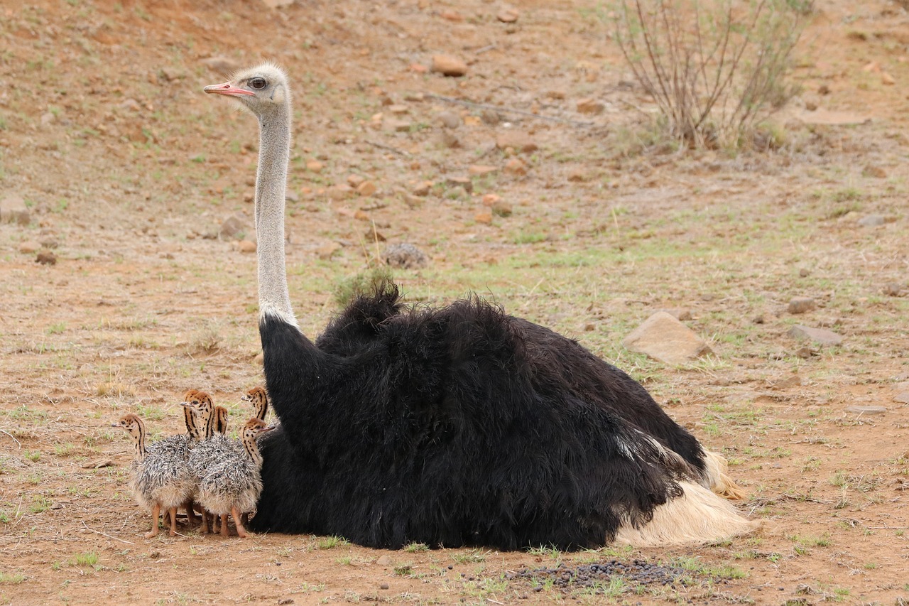 Meer dan 10 gratis afbeeldingen van Dierenbaby en Natuur - Pixabay