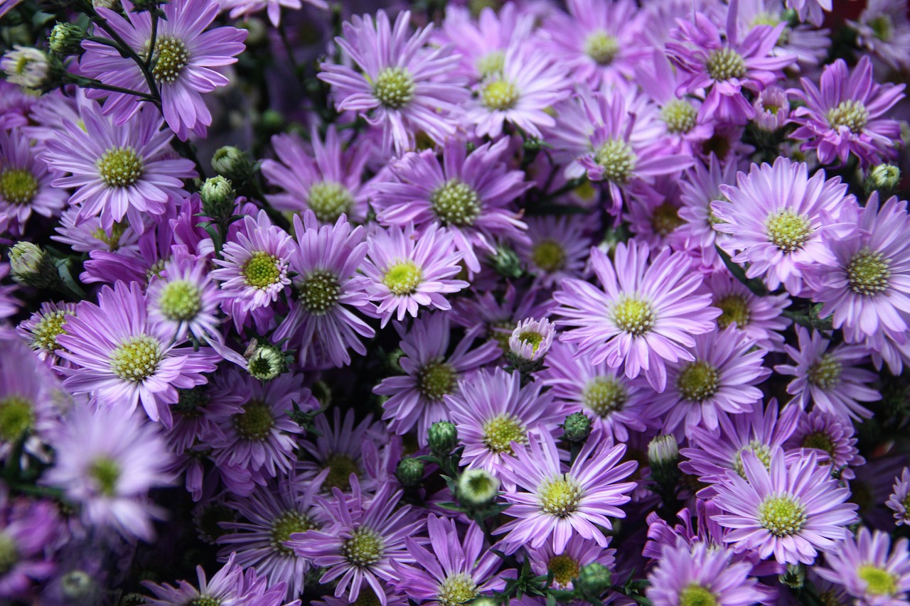 Flower Pretty Tree - Free photo on Pixabay - Pixabay