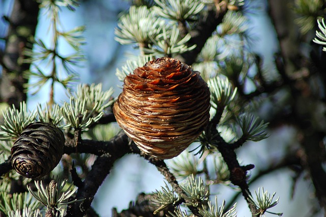 Cedar Of The Himalayas Cedrus - Free photo on Pixabay