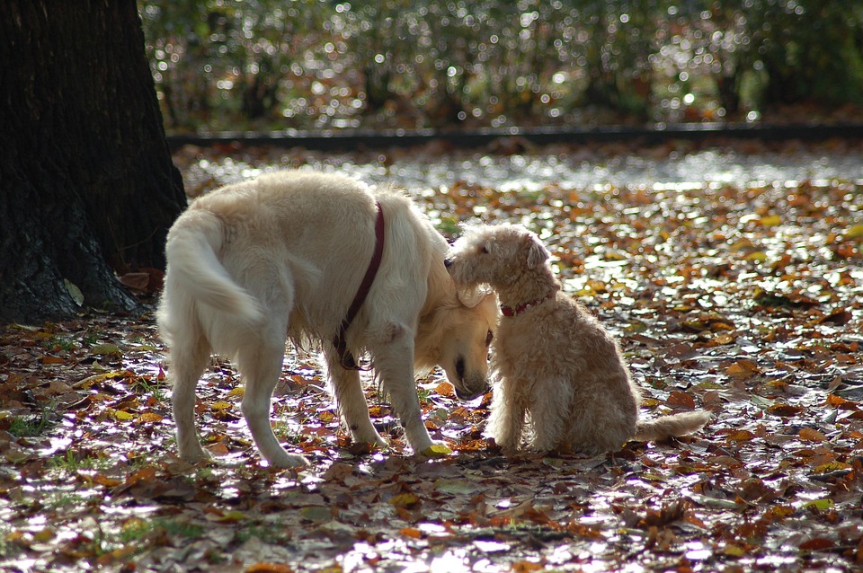 Dog Dogs Animal - Free photo on Pixabay - Pixabay