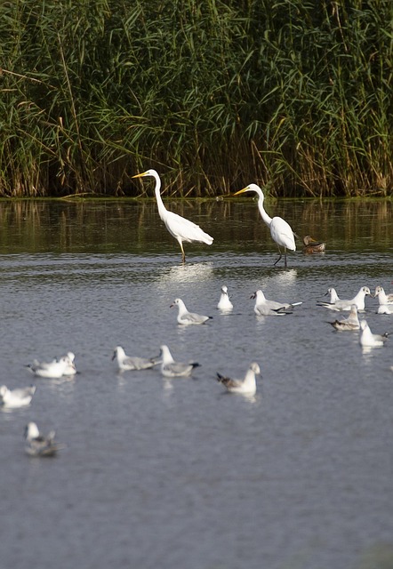 Great Egret Bird Wildlife - Free photo on Pixabay - Pixabay
