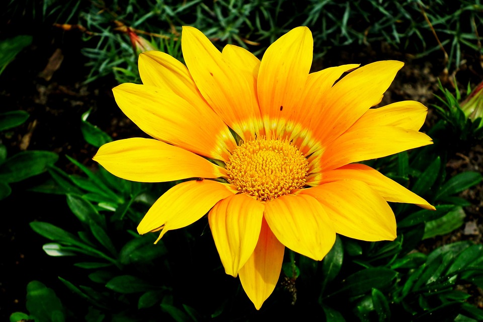 Gazania Bunga-Bunga Alam - Foto gratis di Pixabay - Pixabay