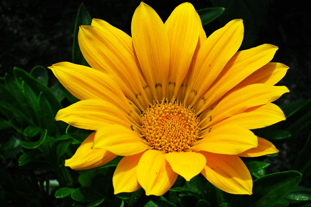 Gazania Flor Naturaleza El - Foto gratis en Pixabay - Pixabay