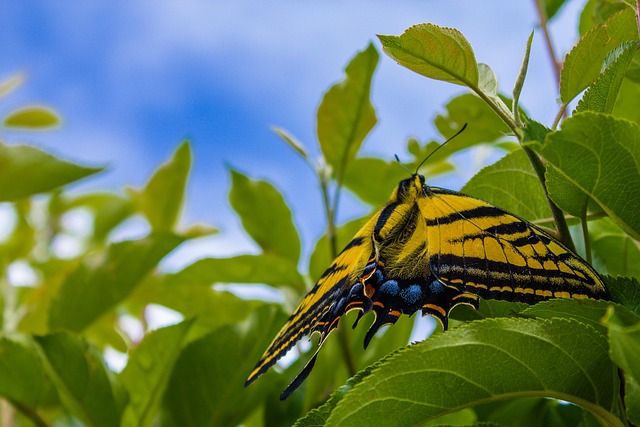 Papillon Jaune Insectes - Photo gratuite sur Pixabay - Pixabay