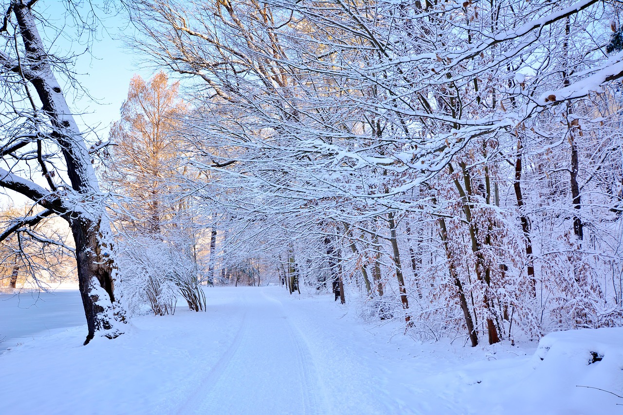 Nature Park Winter - Free photo on Pixabay