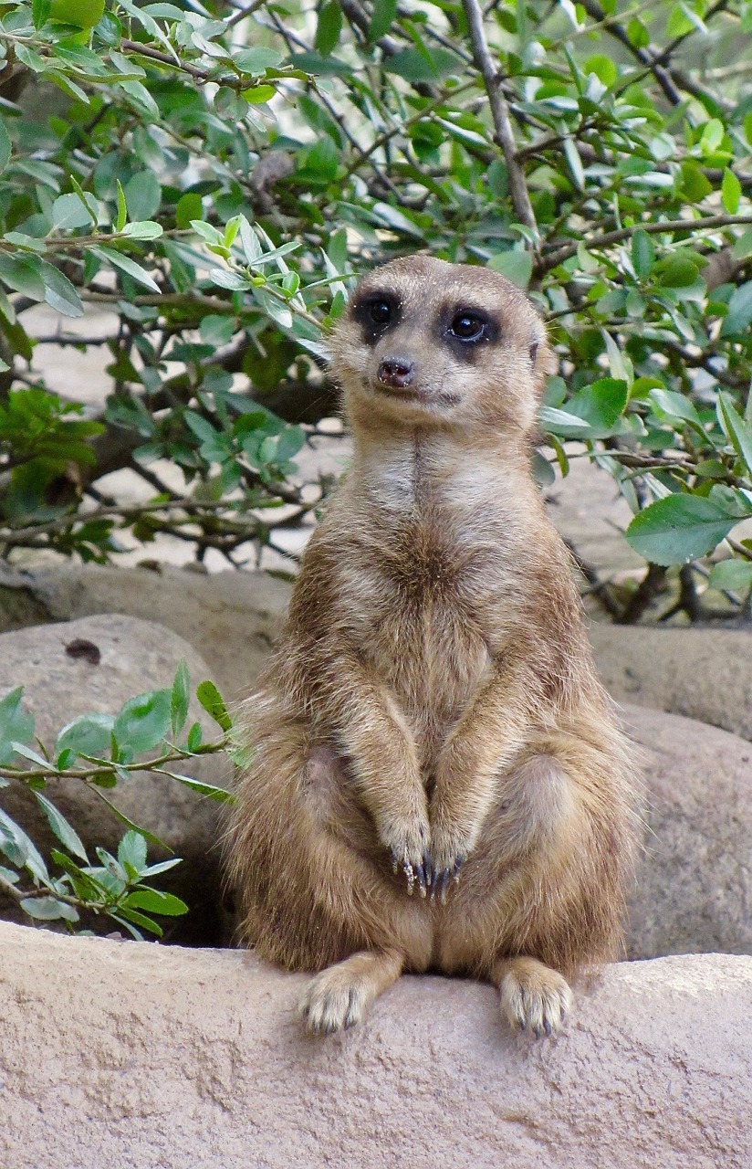 Suricata Zoo Animal - Foto gratis en Pixabay - Pixabay