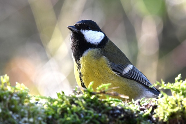 Great Tit Bird Forest - Free photo on Pixabay - Pixabay