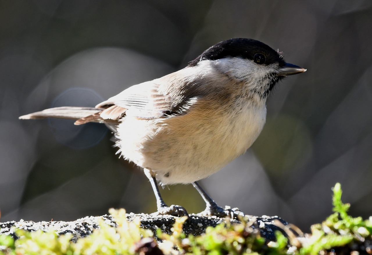 Plus De 1 000 Photos Gratuites De Branlette Espagnole Et De Nature