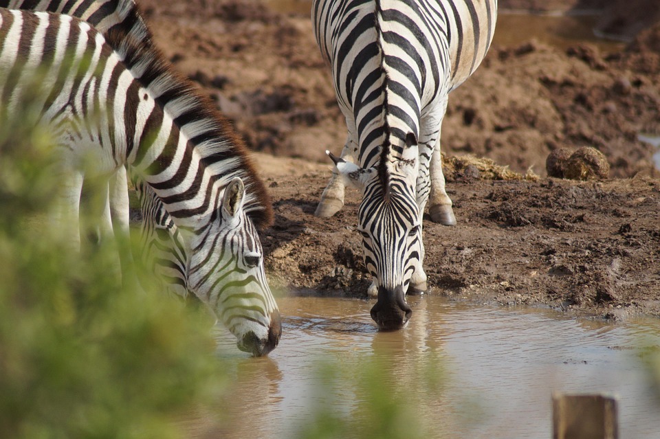 Zebras Animals Mammals - Free photo on Pixabay