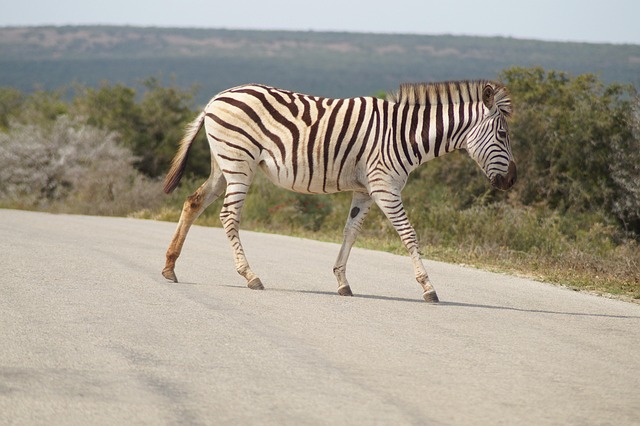 Cebra Sudáfrica Naturaleza - Foto gratis en Pixabay - Pixabay