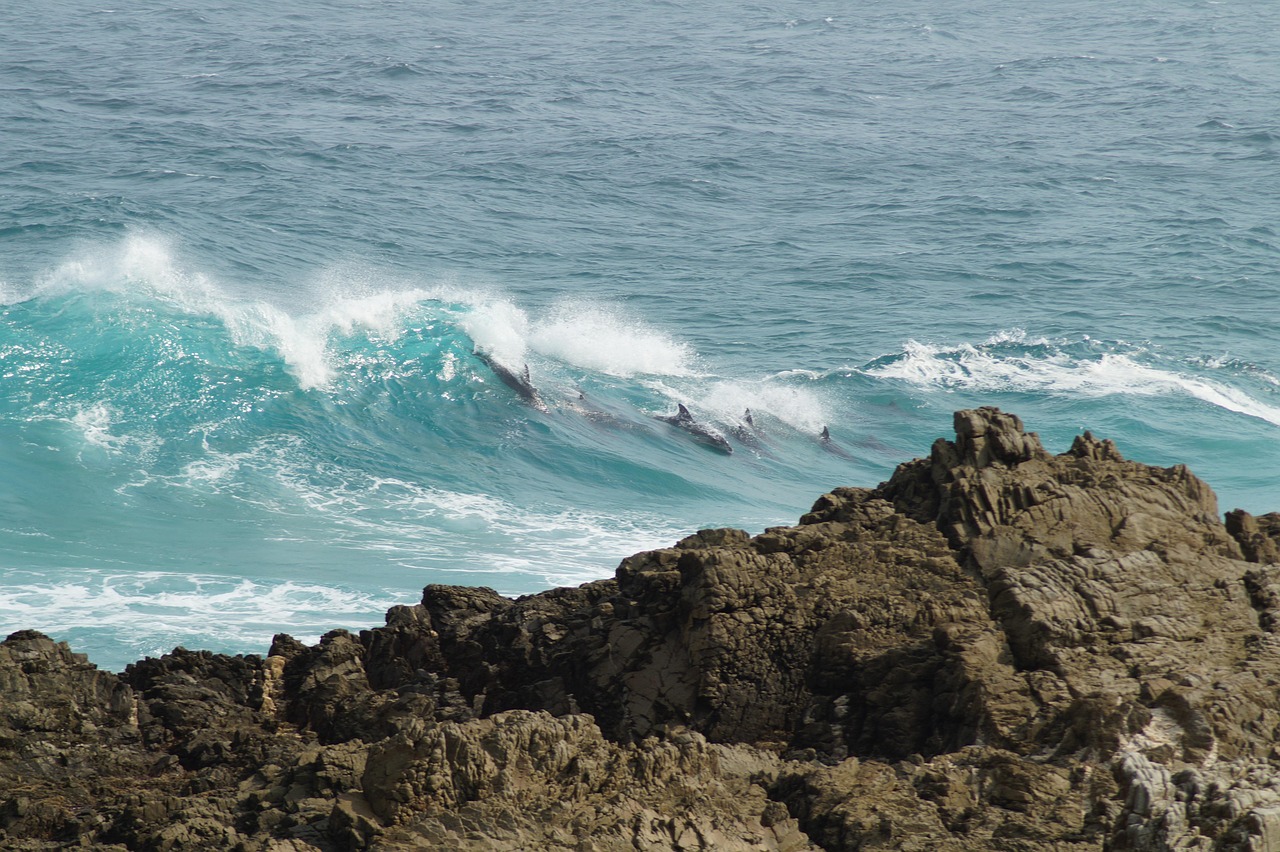 Dolphins Coast Sea - Free photo on Pixabay
