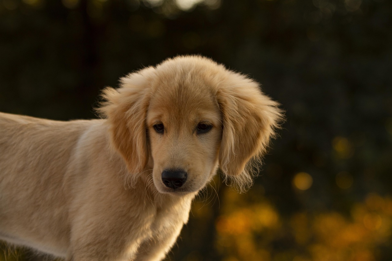 Golden Retriever Puppy Head