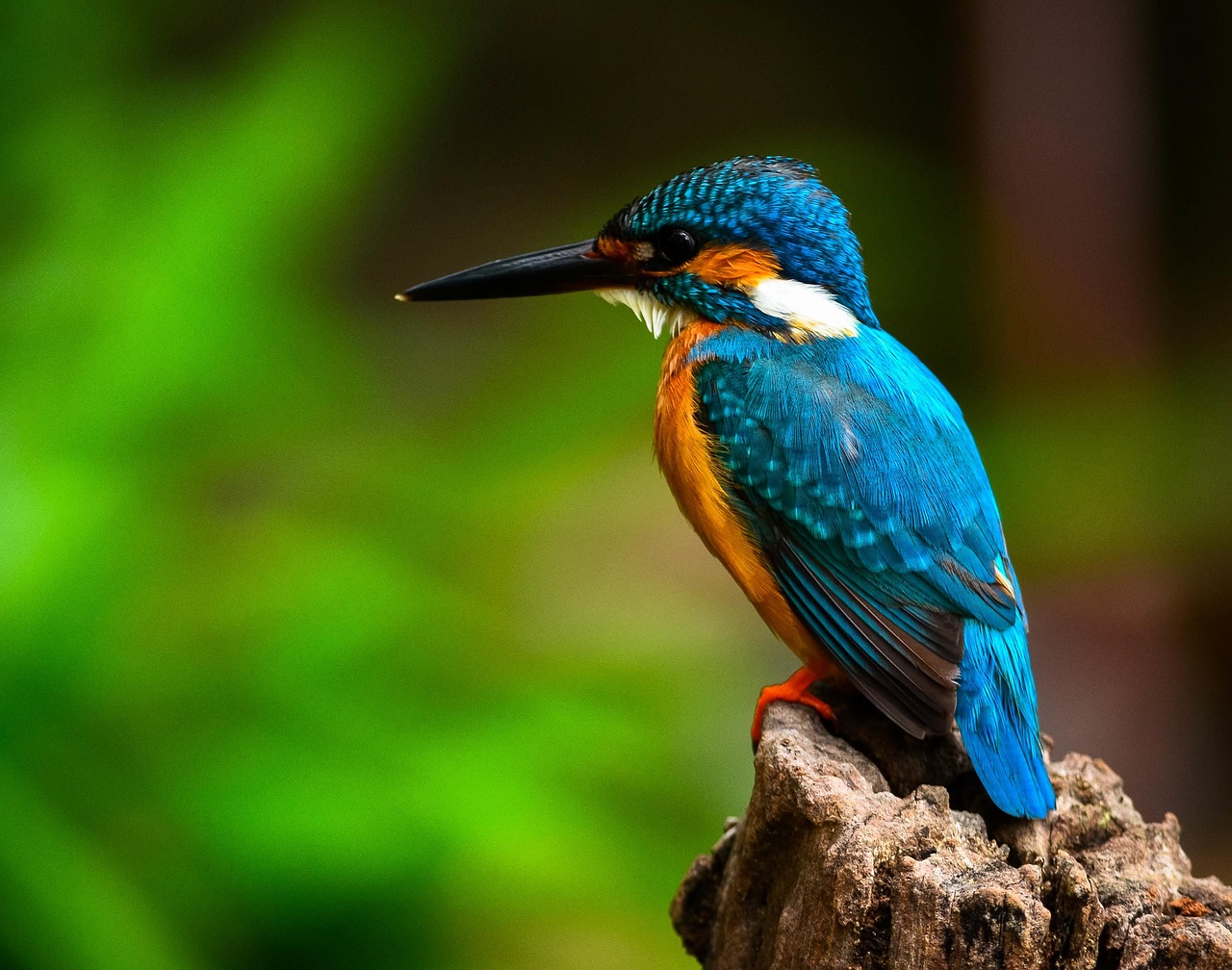 1,000+ Free Kingfisher & Bird Images - Pixabay
