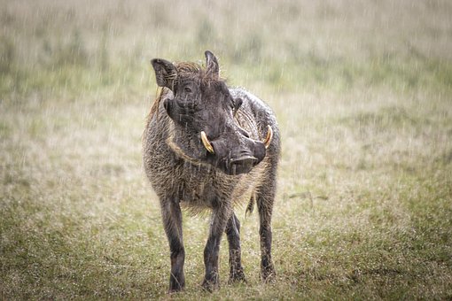 100+ Free Warthog & Africa Images