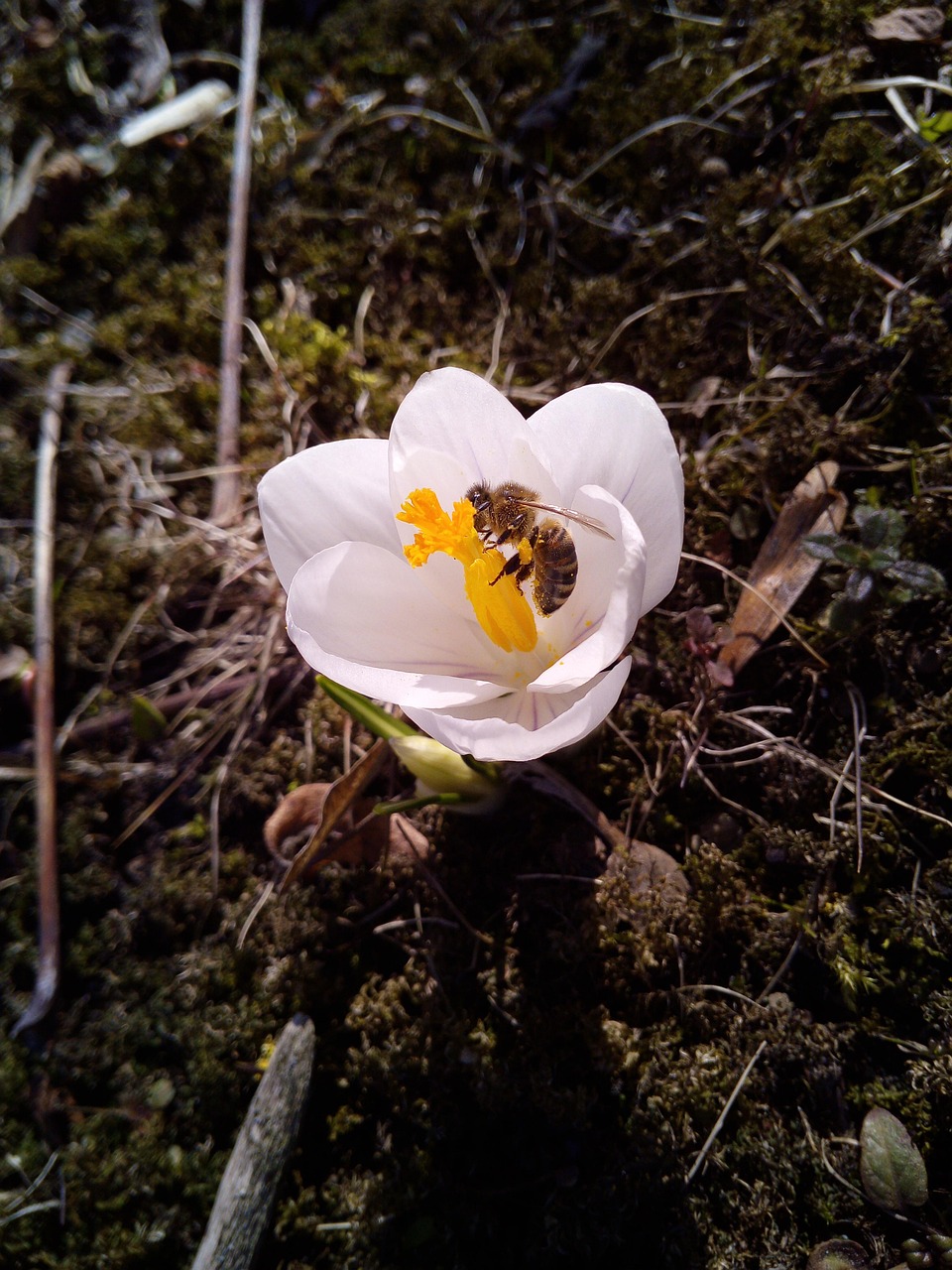 Happiness Bee Spring - Free photo on Pixabay