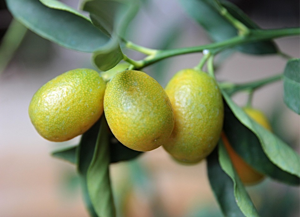 Kumquat Citrus Fruit - Free photo on Pixabay