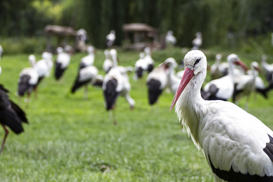 Storch Vogel Natur - Kostenloses Foto auf Pixabay