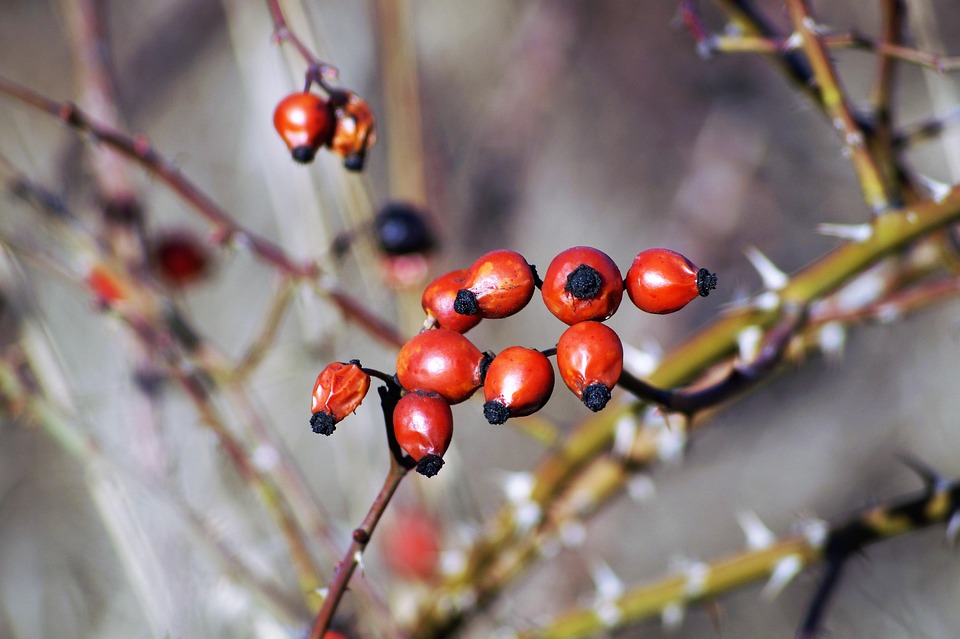 Rosehips Nature Branch - Free photo on Pixabay - Pixabay