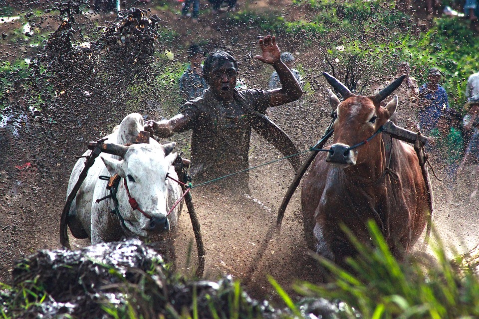 Action Animals Asia - Free photo on Pixabay