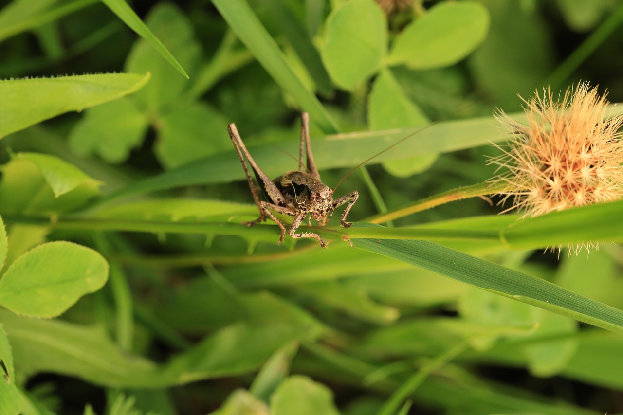 Grasshopper Download