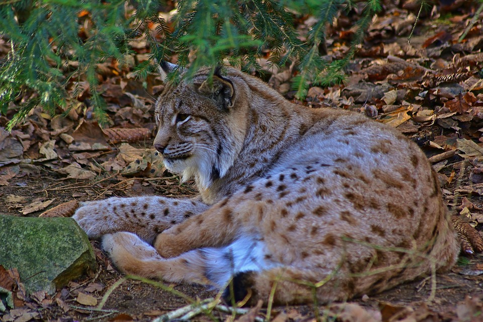 Wildlife Lynx Nature - Free photo on Pixabay