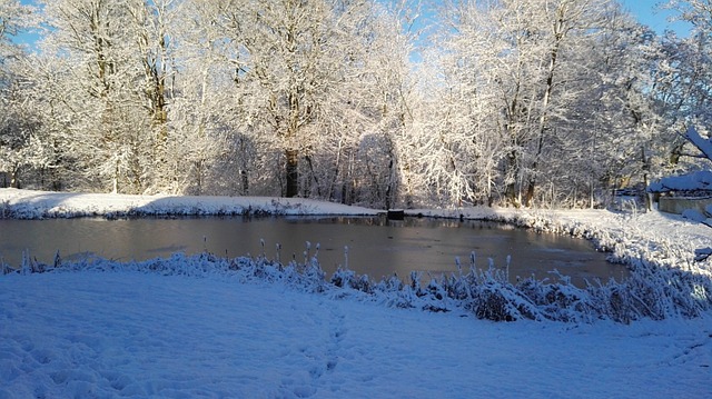 Snow Trees Lake - Free photo on Pixabay