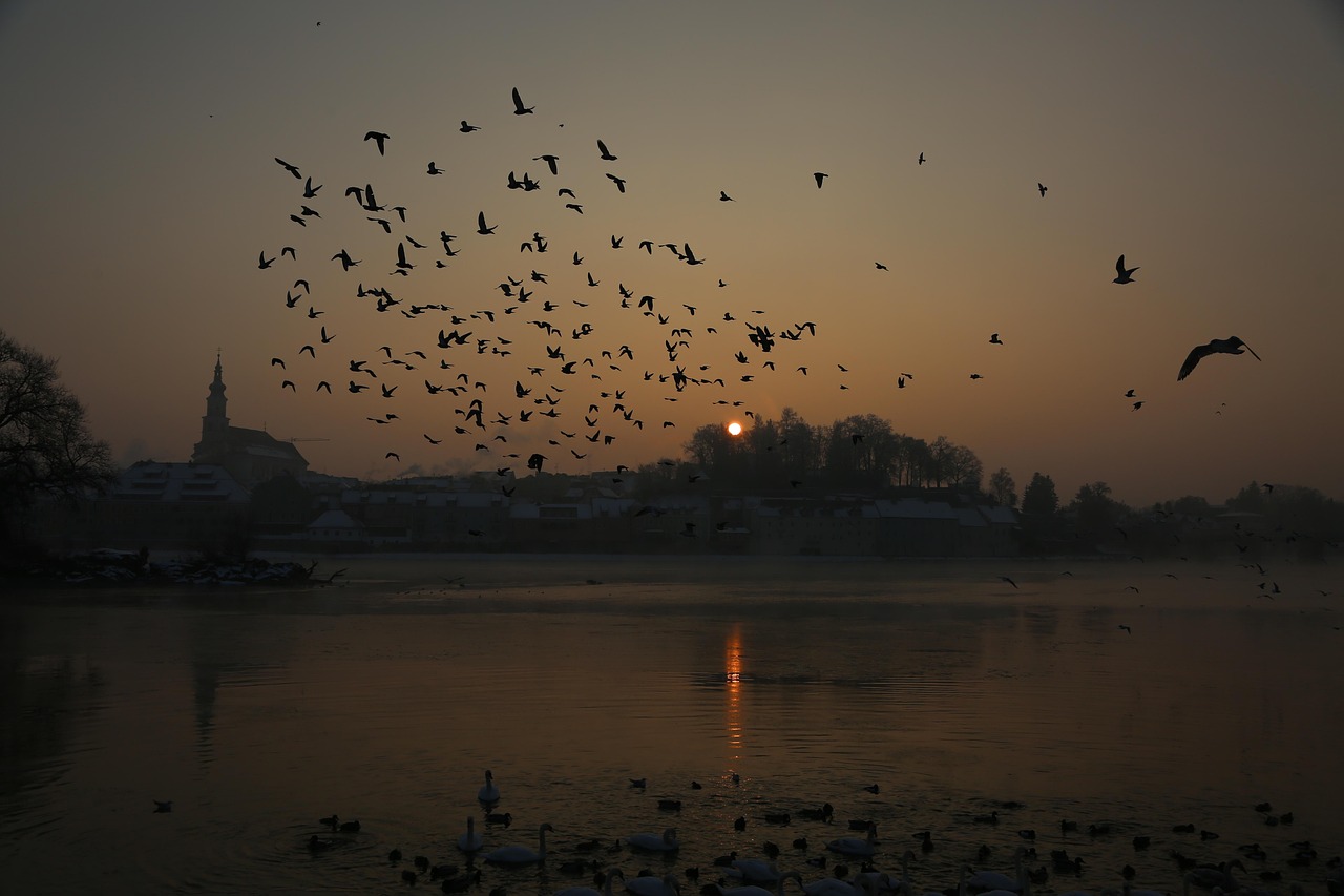 Morning Birds Light Water - Free photo on Pixabay - Pixabay