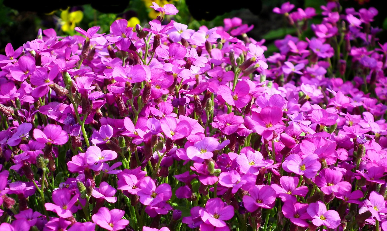 Más de 200 imágenes gratis de Florecitas y Naturaleza - Pixabay