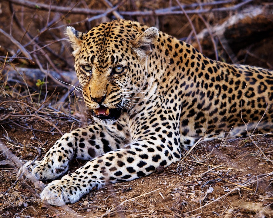 South Africa Nature - Free photo on Pixabay
