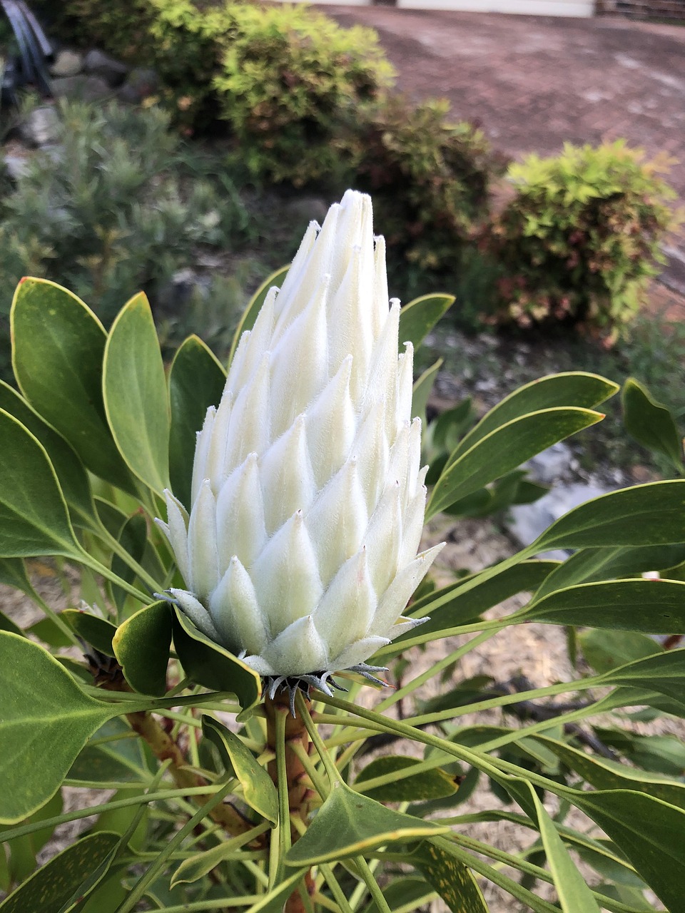 Plant Banksia Flower - Free photo on Pixabay - Pixabay