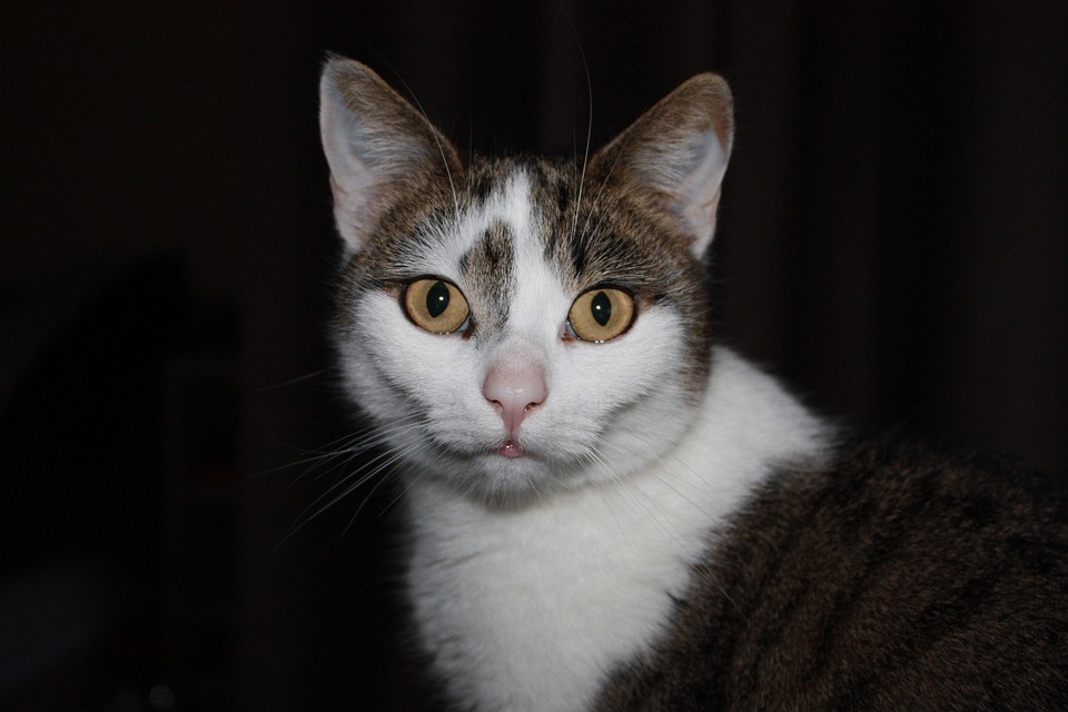 Portrait Chat Animal Domestique - Photo gratuite sur Pixabay - Pixabay
