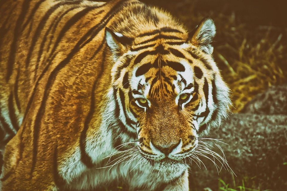 Tigre Depredador Pelo - Foto gratis en Pixabay - Pixabay