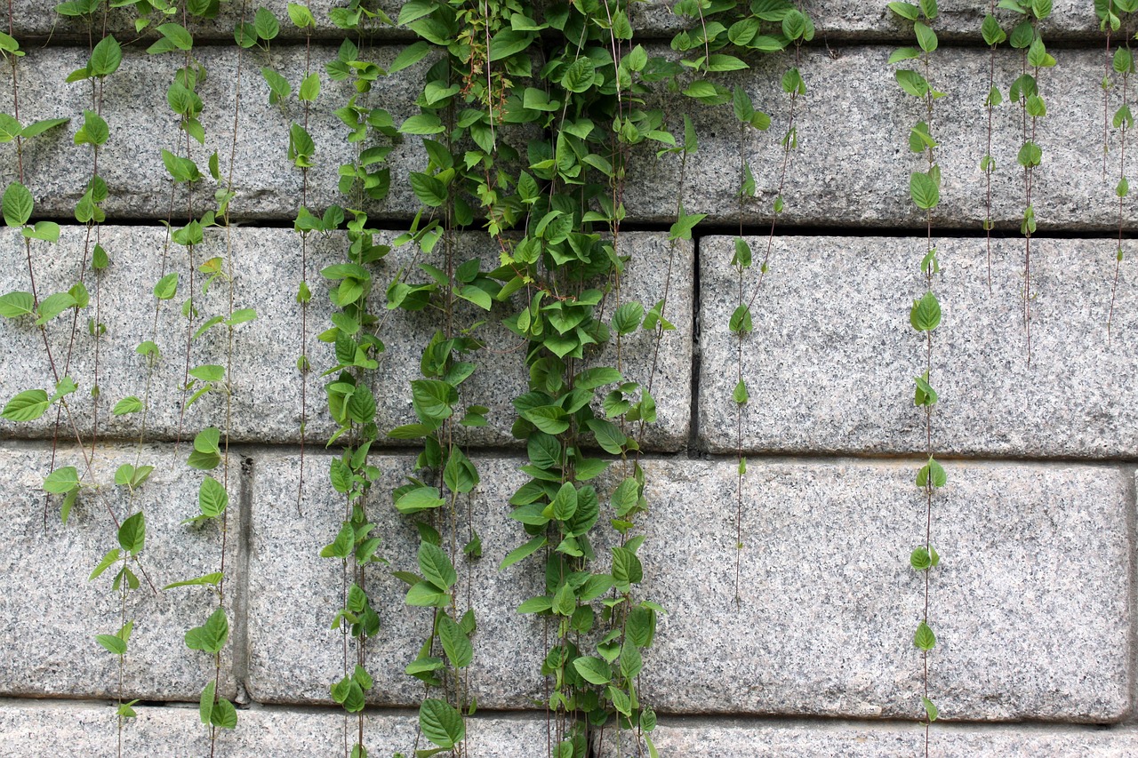 30,000+ Free Vine Leaves & Nature Images - Pixabay