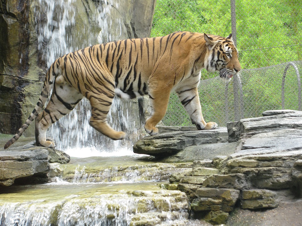 Tigre Rayas Cascada - Foto gratis en Pixabay