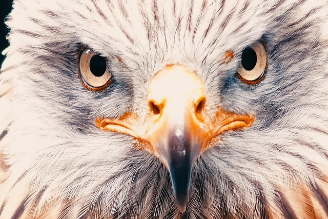 Aigle Pygargue À Queue Blanche - Photo gratuite sur Pixabay - Pixabay