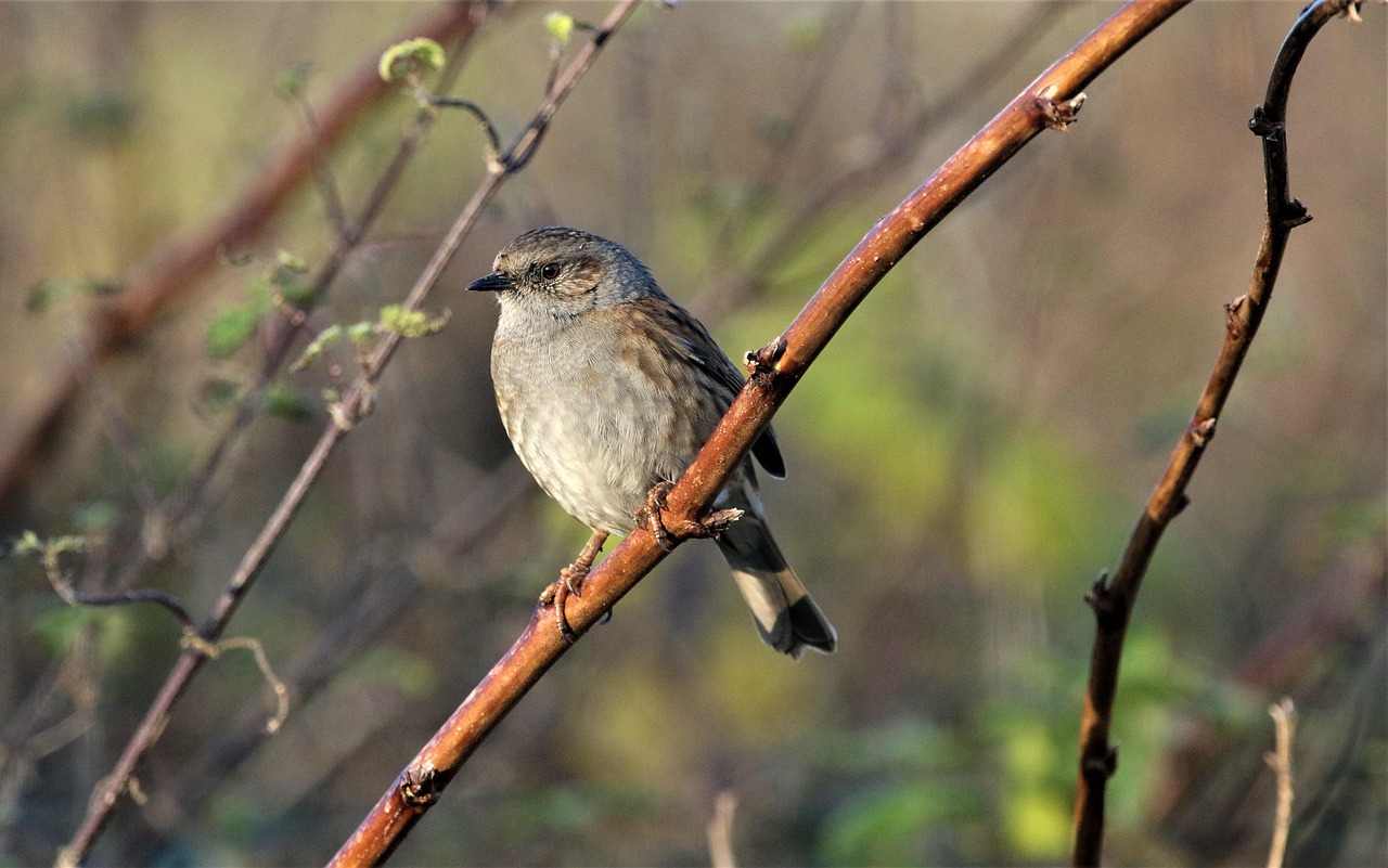 100+ Free Dunnock & Bird Images - Pixabay