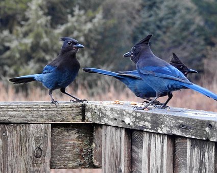 10+ Free Stellar Jays & Jay Images - Pixabay