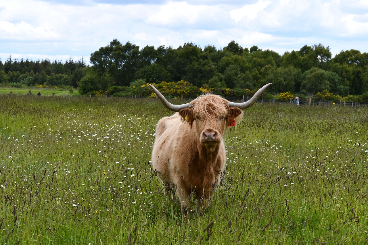 Arrullo Vaca Escocia - Foto gratis en Pixabay - Pixabay