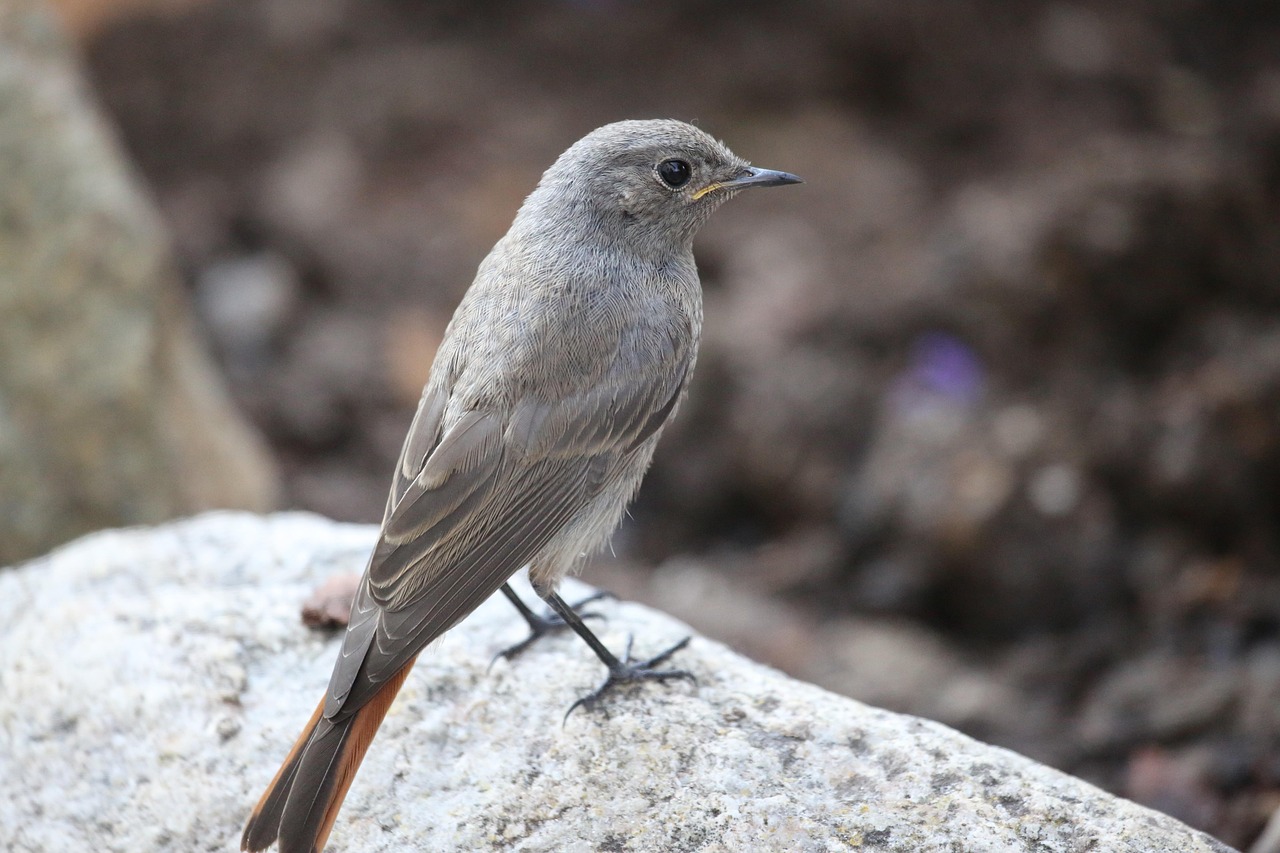Pájaro Plumaje Pico - Foto gratis en Pixabay - Pixabay