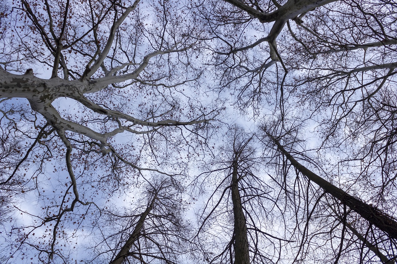 Wood Trees Autumn - Free photo on Pixabay - Pixabay