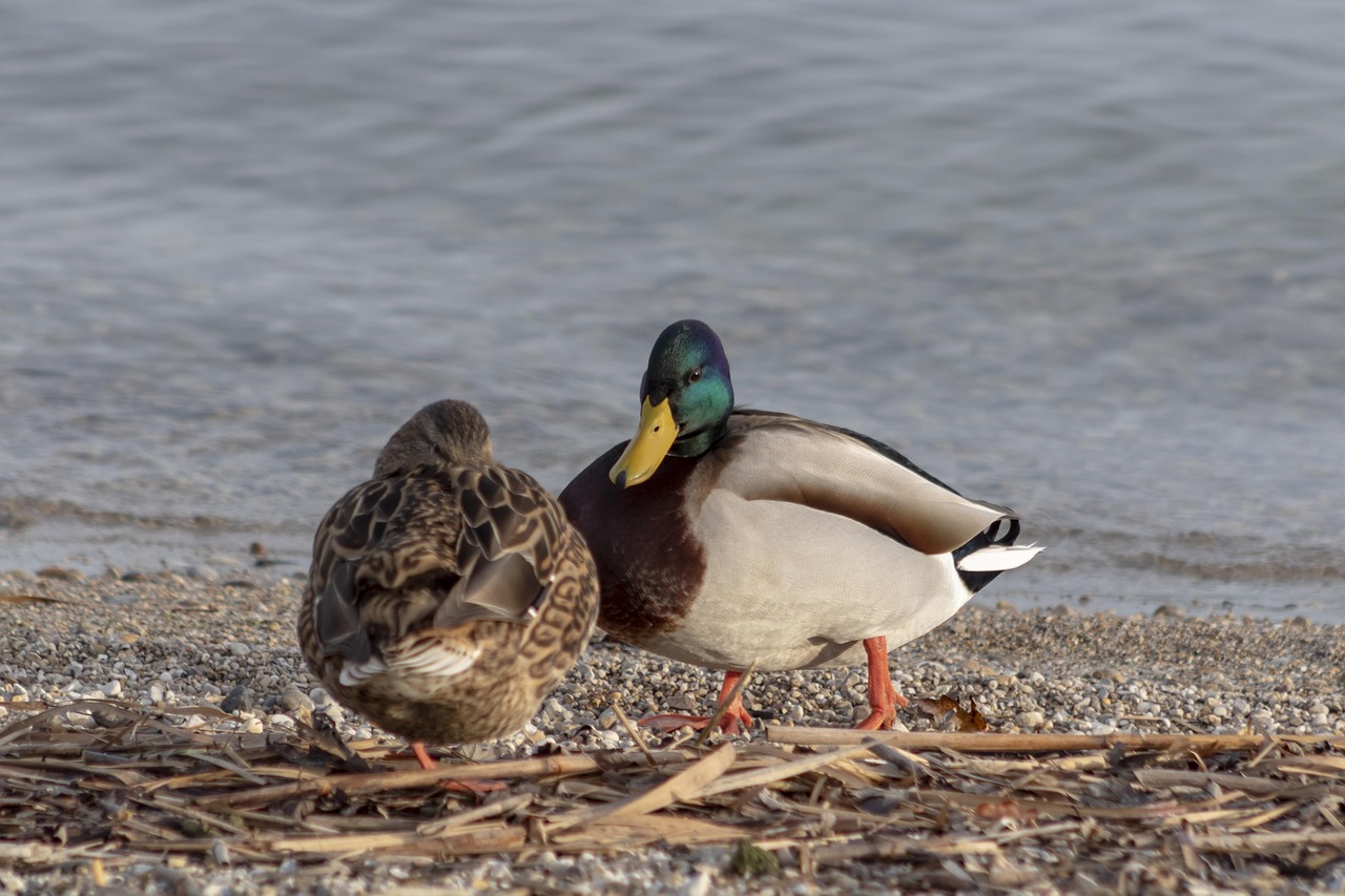 Pato Mallard Patos Silvestres - Foto gratis en Pixabay - Pixabay