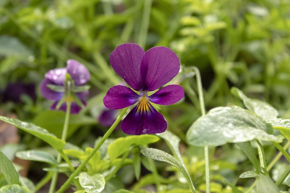 Pansy Flor Flores - Foto gratis en Pixabay